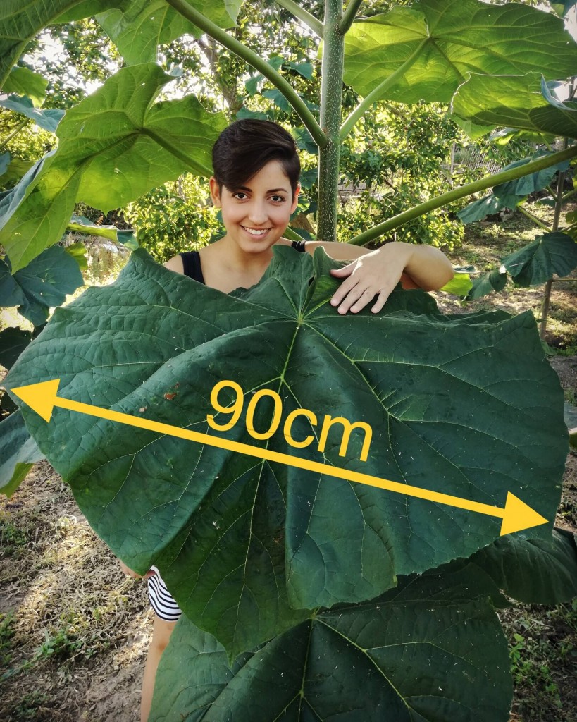 Paulownia Shan Tong 1-ročný pník /predobjednávka JAR 2024/