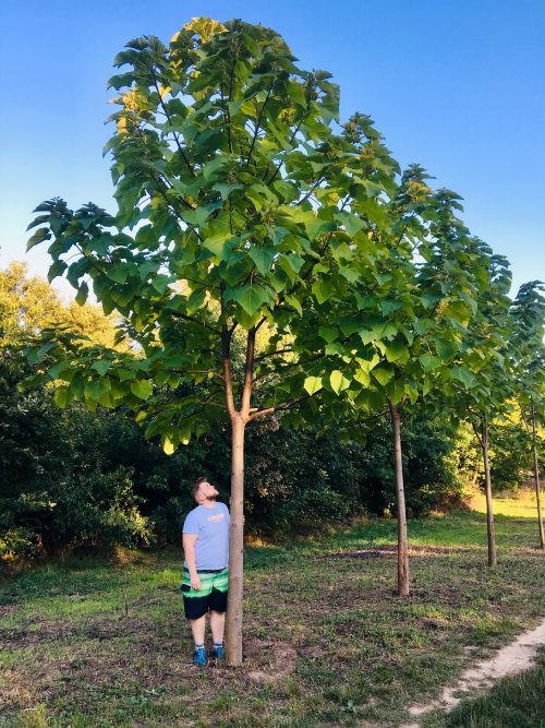 Paulownia Shan Tong 1-ročný pník /predobjednávka JAR 2024/
